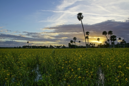 Modern Tropical Landscaping Design in Miami | Blaum Landscaping